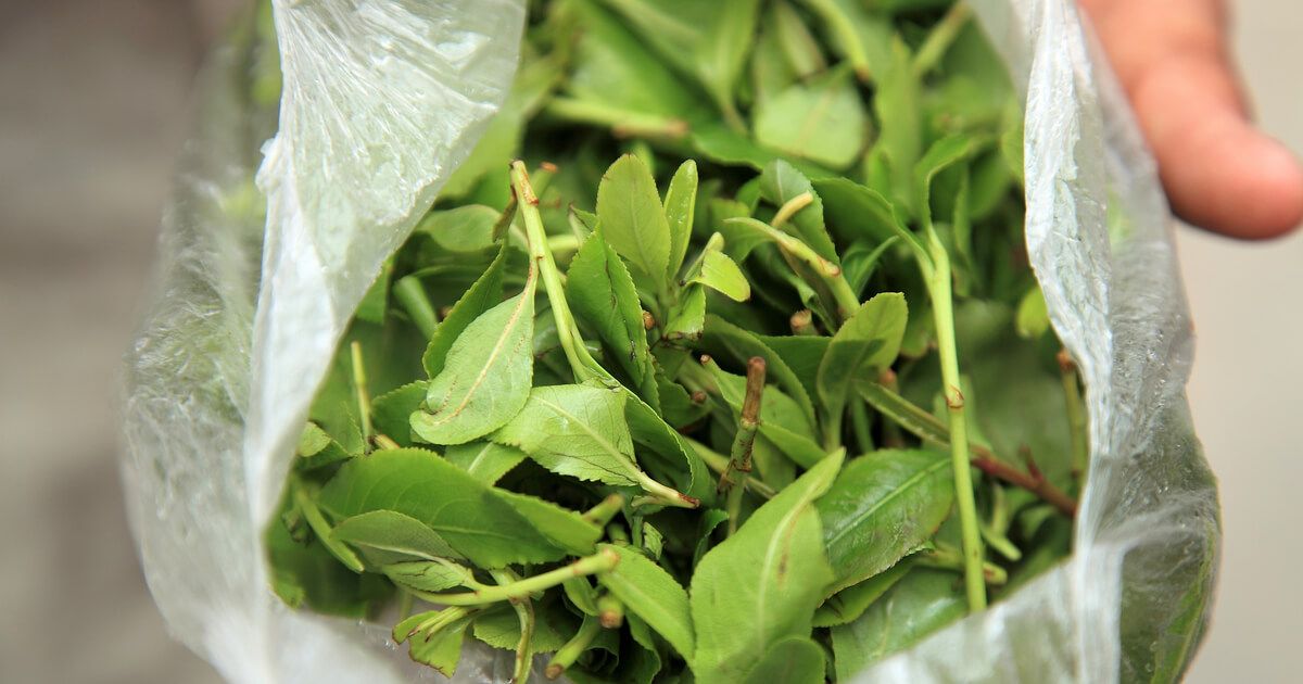 Khat: Use, risks, addiction, and withdrawal